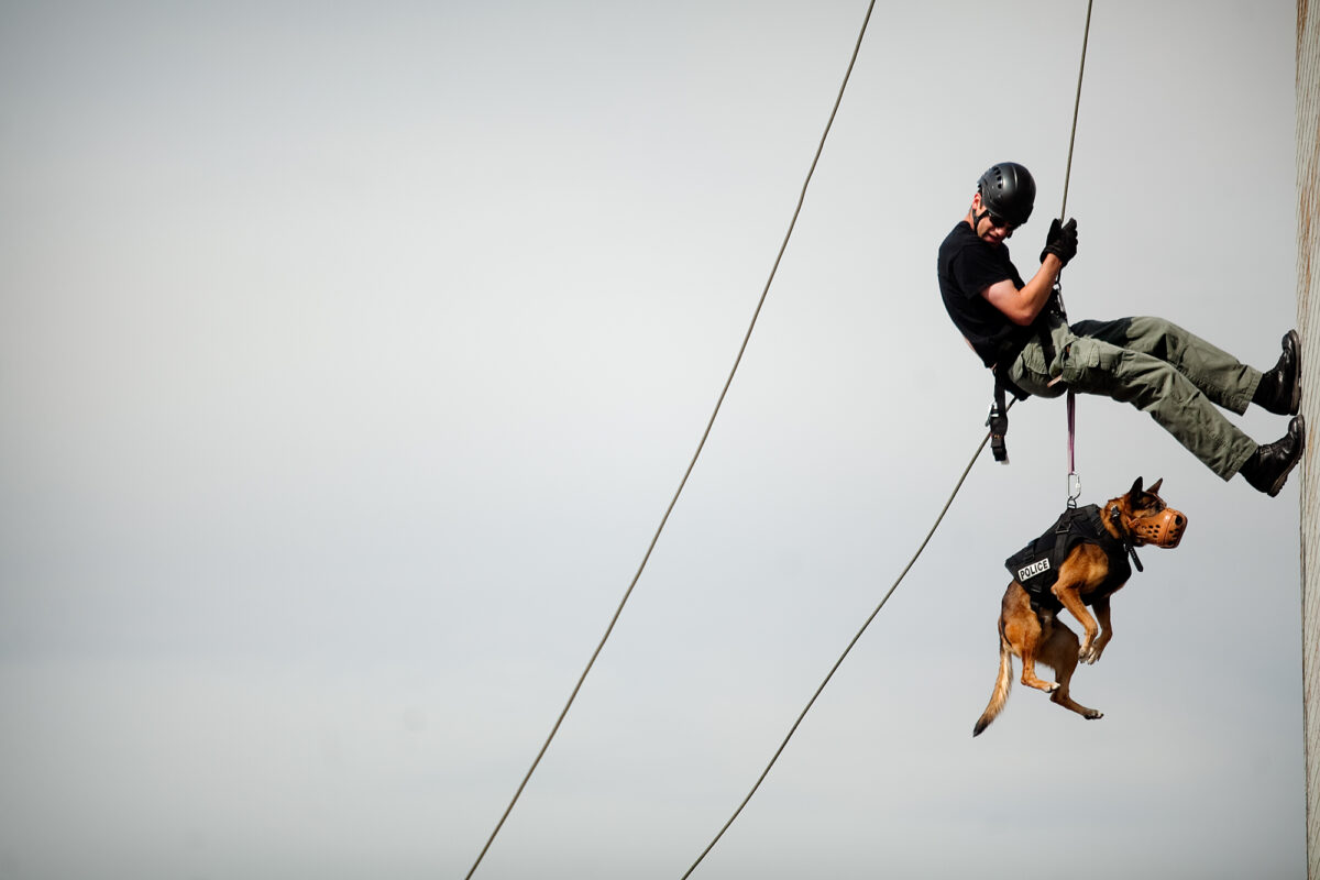 Officers participate in SWAT dog school | News, Sports, Jobs - Daily Herald